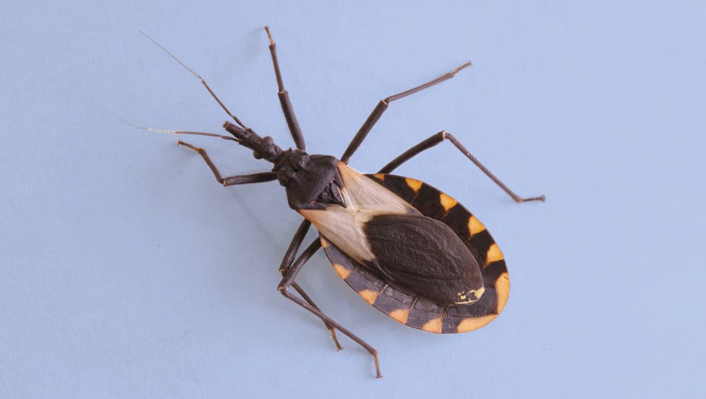 Doença de Chagas: Sintomas e Tratamentos Eficazes